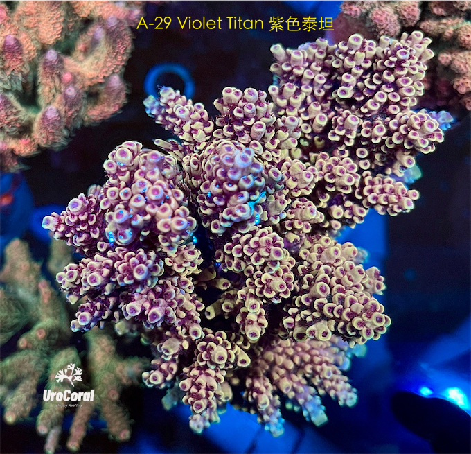 SPS Corals | UroCoral