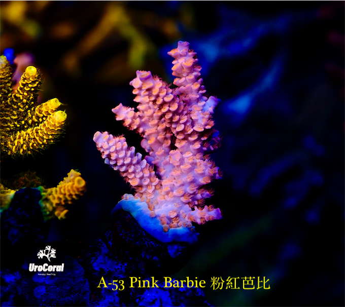 SPS Corals | UroCoral